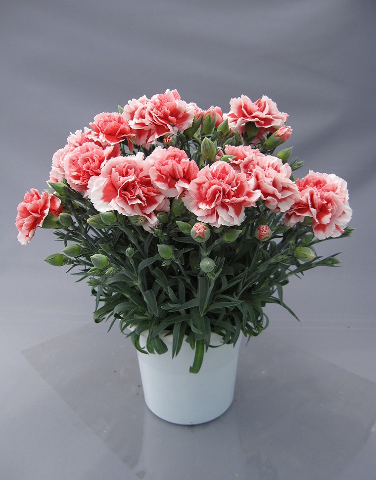 Carnations In Pots at Rita Clark blog